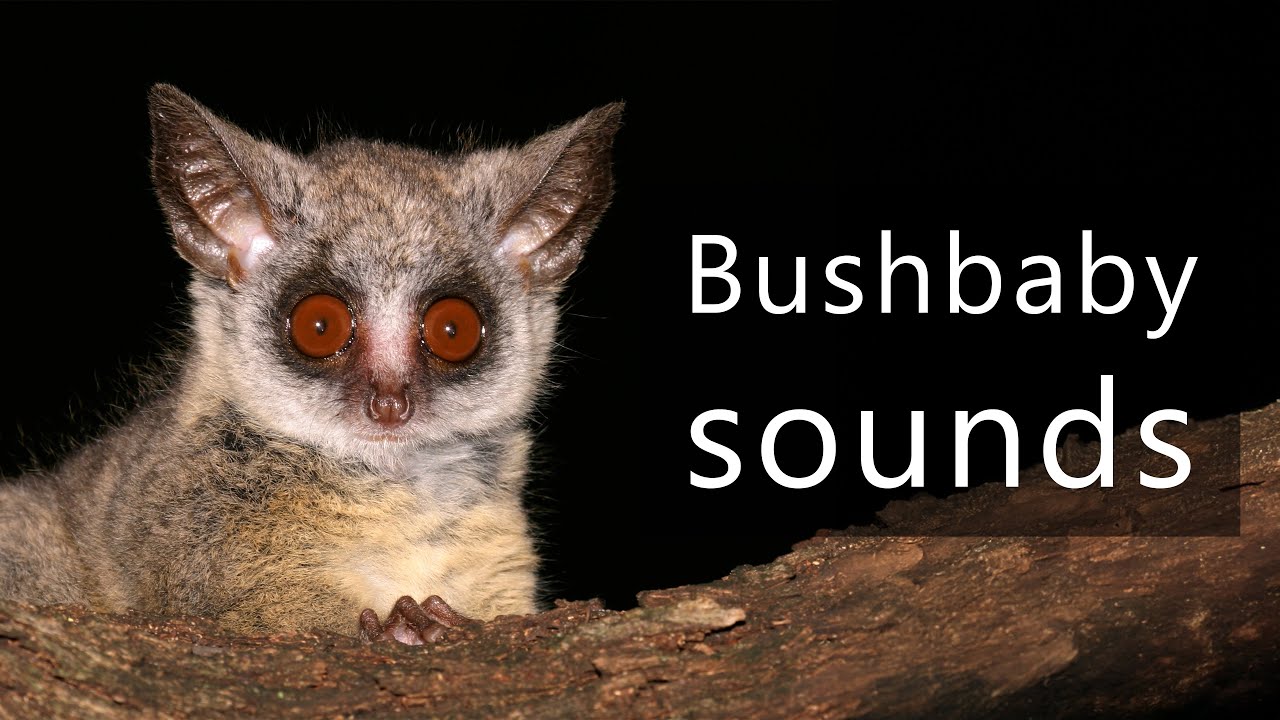 The sounds of the Senegal bushbaby - YouTube