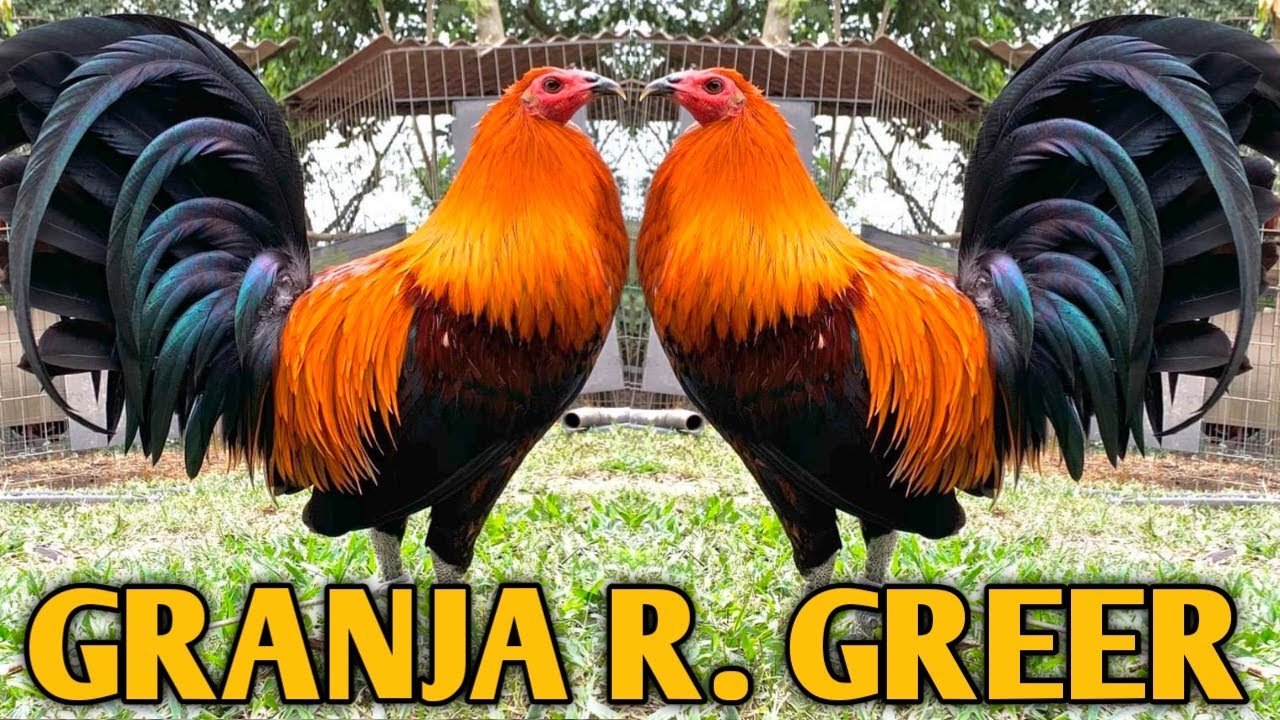 Gilmore hatch Kelso - GRANJA R. GREER - Roberto Greer Garza - YouTube