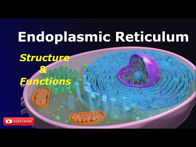 Endoplasmic Reticulum Structure