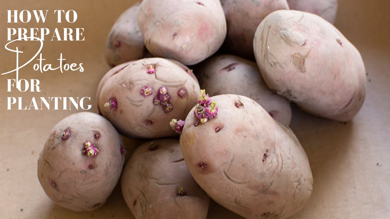 HOW TO PREPARE POTATOES FOR PLANTING. Learn how to prep your potatoes ...