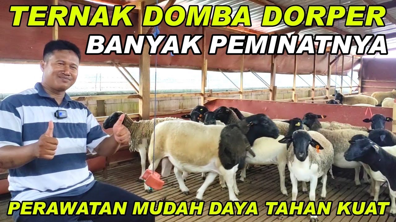 SUKSES TERNAK DOMBA DORPER FULLBLOOD HINGGA F1 BANYAK PEMINATNYA BARU ...