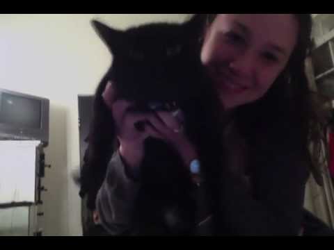 my own attempt at cat yodeling - YouTube