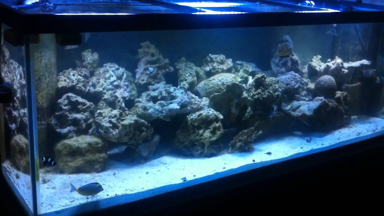 180 gal. Reef tank/update 7 - YouTube