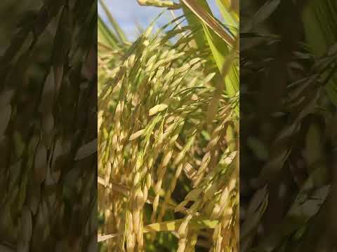 Maganda pala ang bunga ng RI-64 na palay #shorts #buhaybukid - YouTube