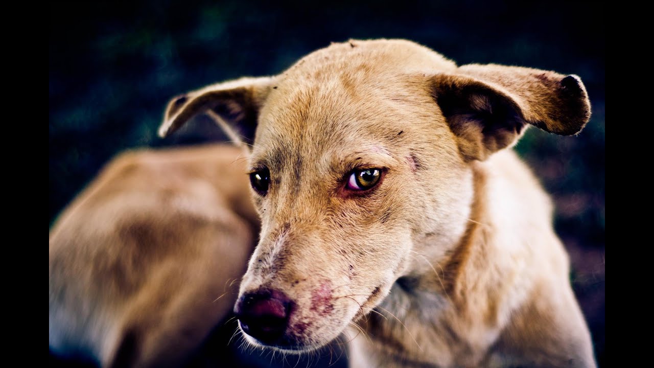 Stray dog vaccination and awareness project 2024 ( Only for West Bengal ...