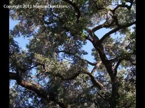 New Charles Manson Album - Trees - YouTube