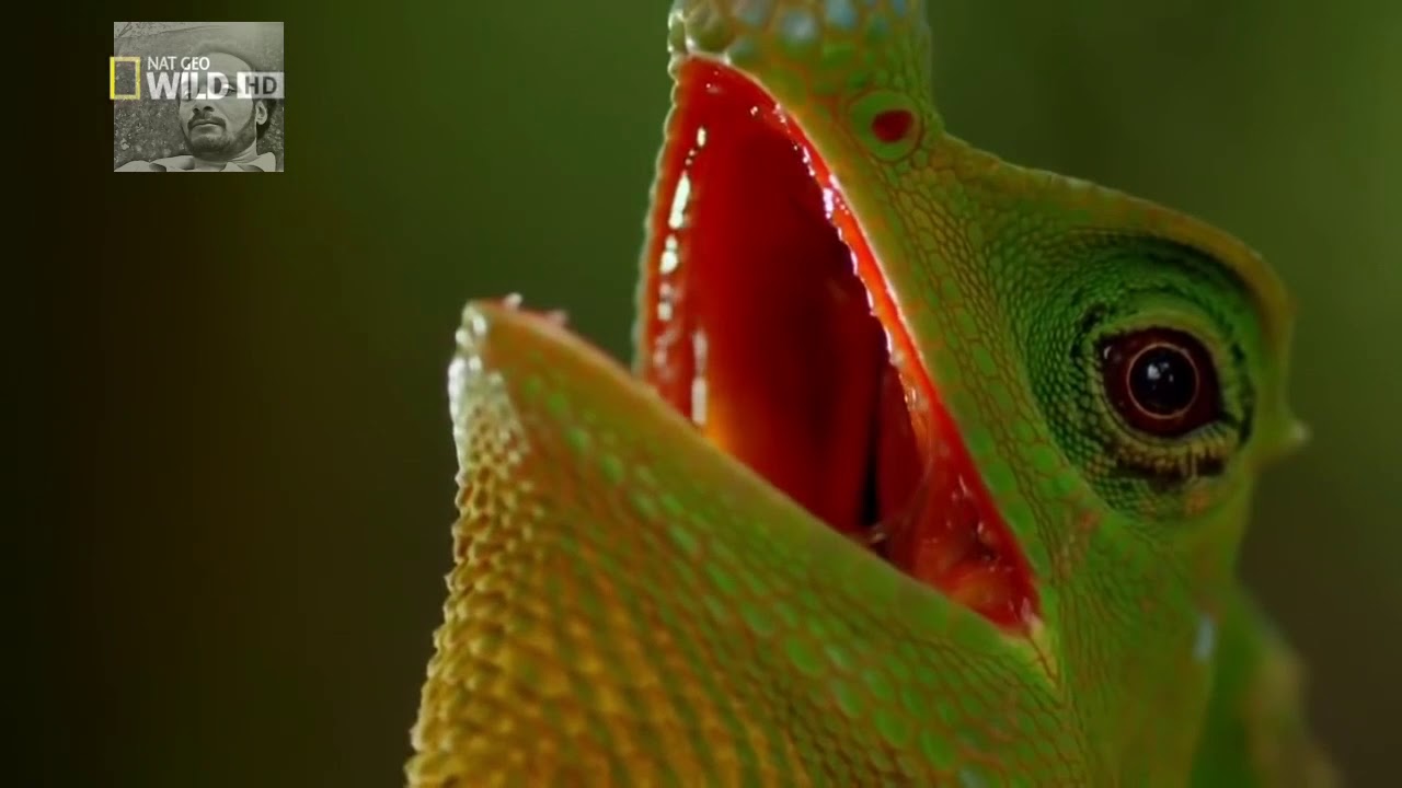 Parisara Niyamu geethaya (පරිසර නියමු ගීතය) - YouTube