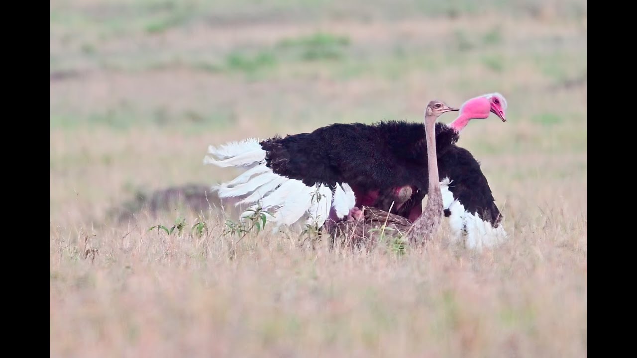 Ostrich mating pair! - YouTube