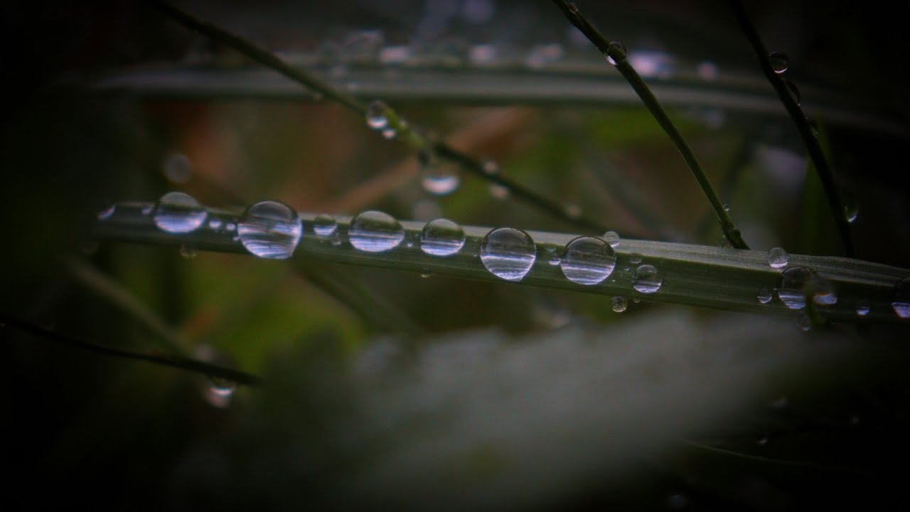 cinematic rain/Nature Shots with Canon250d/light up your life/Nature in ...