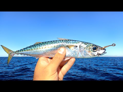 Pescando con MACARELA VIVA - YouTube