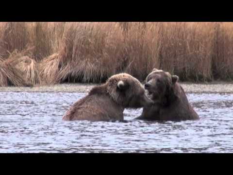 Bears Playing - YouTube