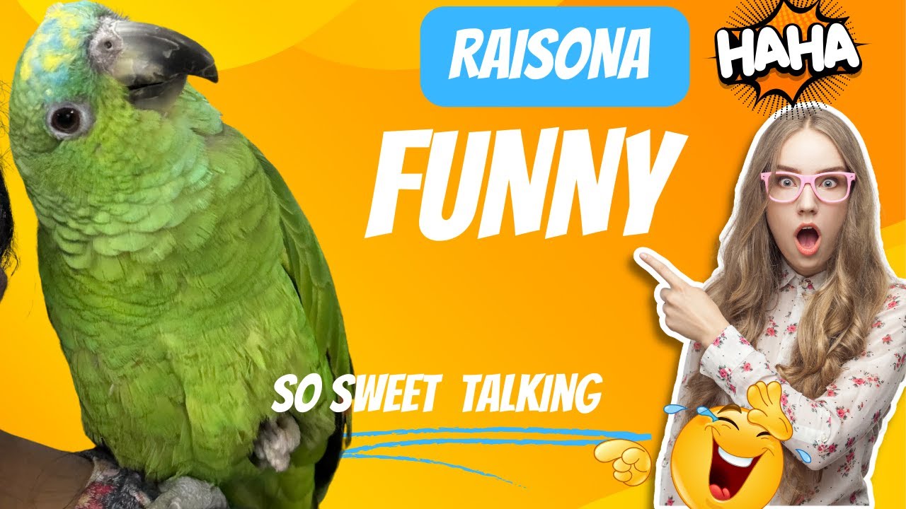 Funny Parrot Song and Talk - Talkative Singer Rai - Amazon parrot ...