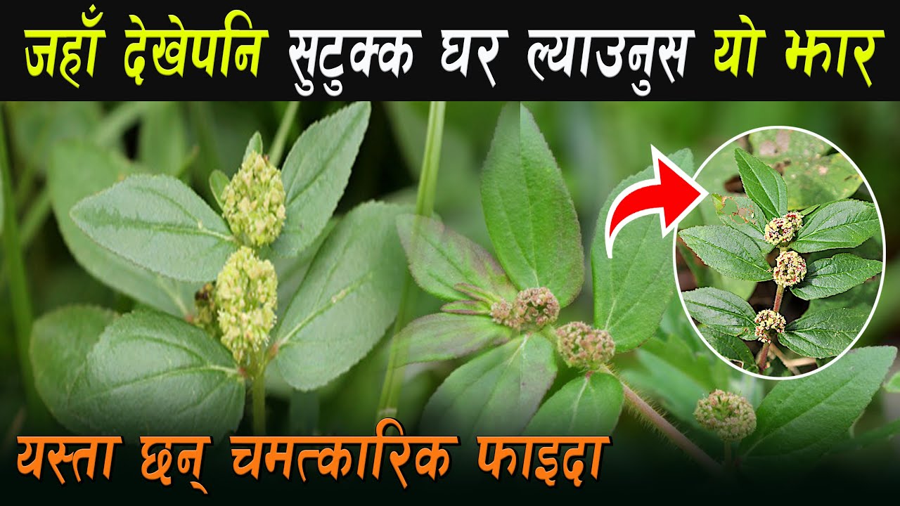 थाहा पाउनुस् दुधी झारका औषधीय गुणहरु, अमृत समान फाइदा || Dudhi Jhar ...