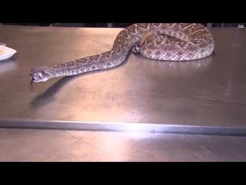 Rattlesnake 3 ways: Fried, raw and live! - YouTube
