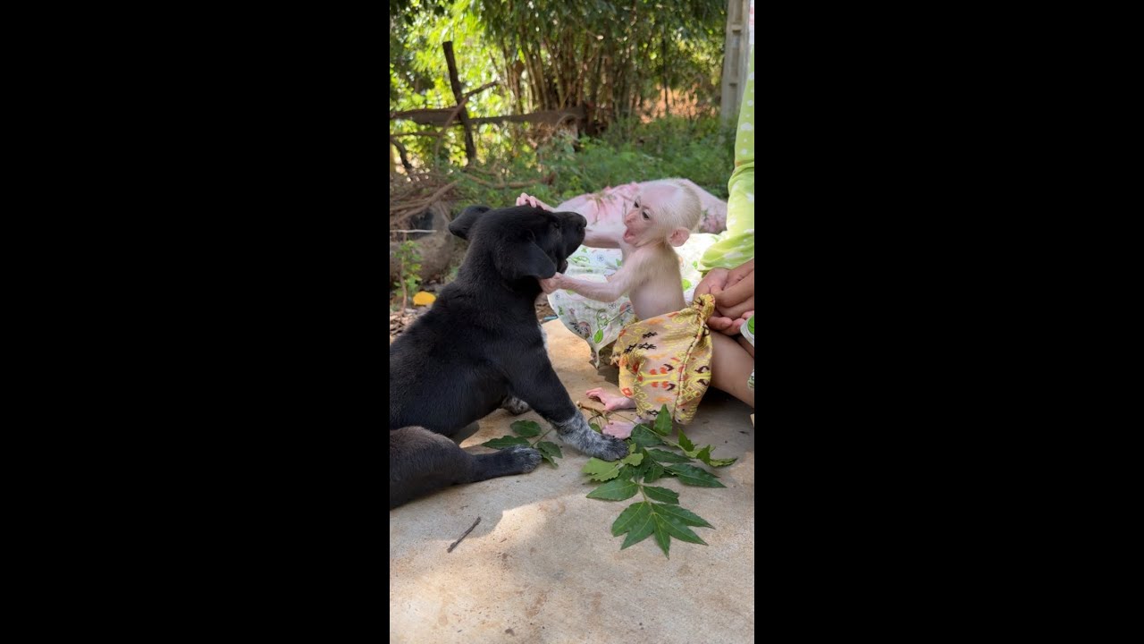 Witness the Adorable Cuteness of Jack and CoCo, the Happiest Puppy on ...