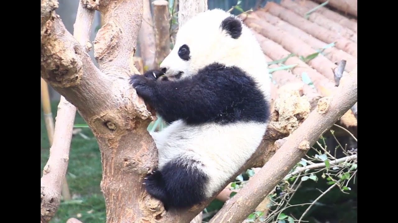 Cutest Pandas playing and baby pandas - YouTube