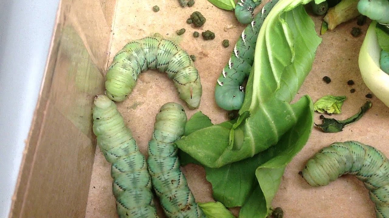 Goliath Worms - YouTube