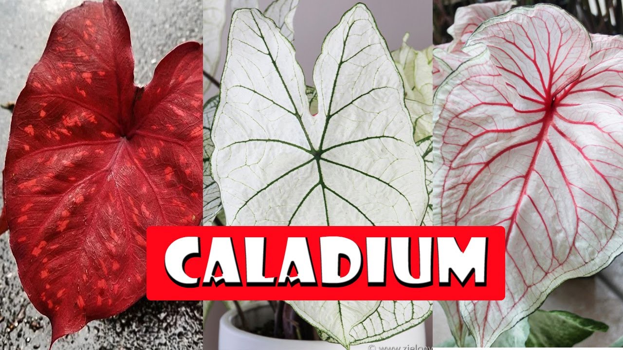 10 Plantas del género Caladium - YouTube