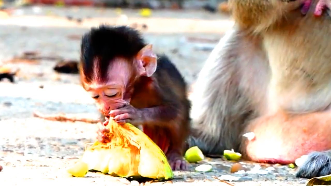 OMG ! Orphan baby Martin very hungry eating wrong food - when grandma ...