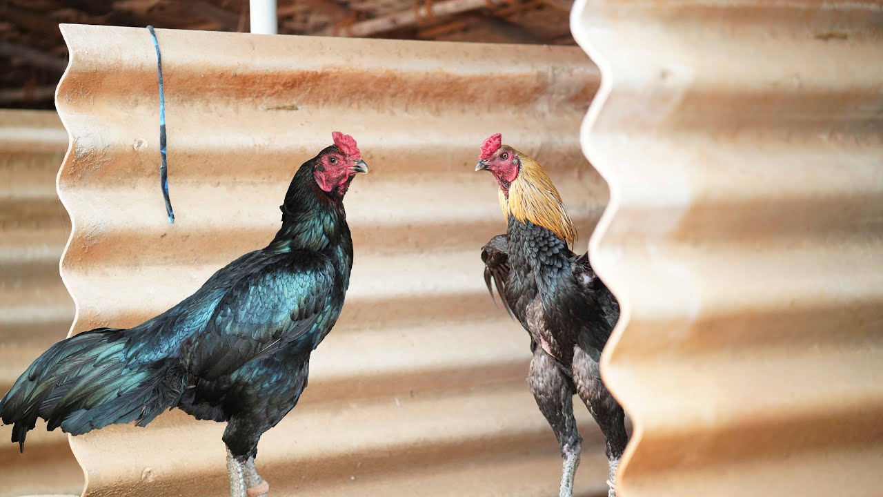 SEVAL SANDAI || KATTU SEVAL-CAGE || SEVAL FARM INTERVIEW|| PONGAL SEVAL ...