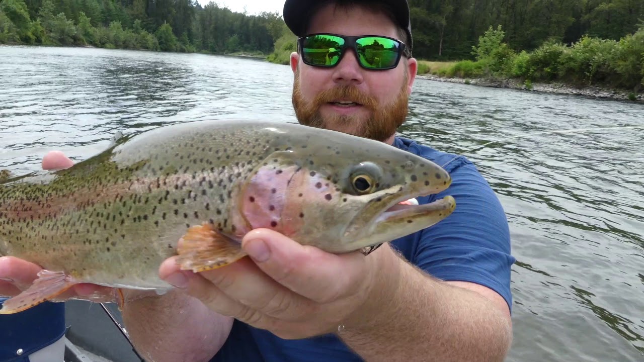 Oregon summer steelhead and big rainbows! - YouTube