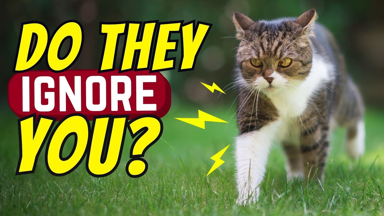 9 Reasons Why Your Cat Sometimes Ignores You - YouTube