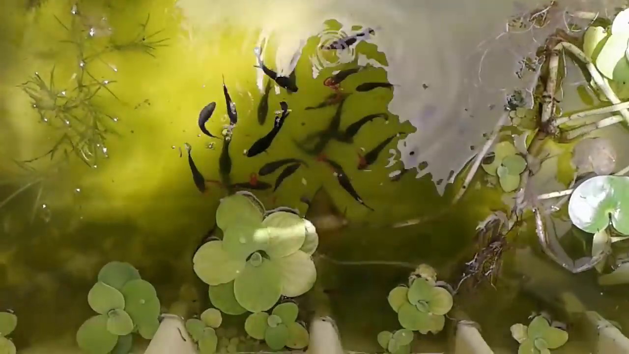 Que tanto CRECEN LOS ALEVINES DE BETTA comiendo BOLITA DE POLLO - YouTube
