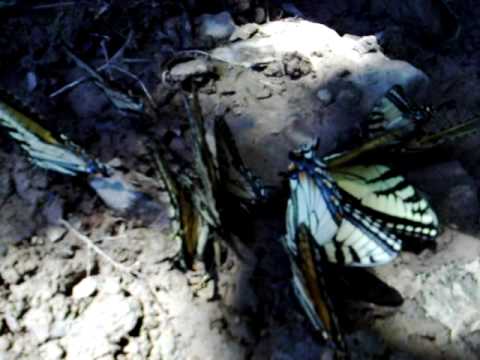 The Elusive Main Entrance to the Sinks of Gandy Cave Near Spruce Knob ...
