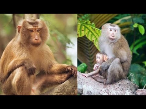 I continued to the forest where monkeys KAKA,PUKA,MIT were released ...