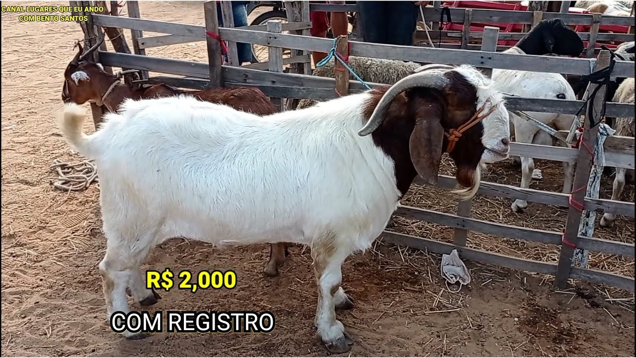 BODE BOER COM DOCUMENTO NA TRADICIONAL FEIRA DE CAPRINOS E OVINOS DE ...