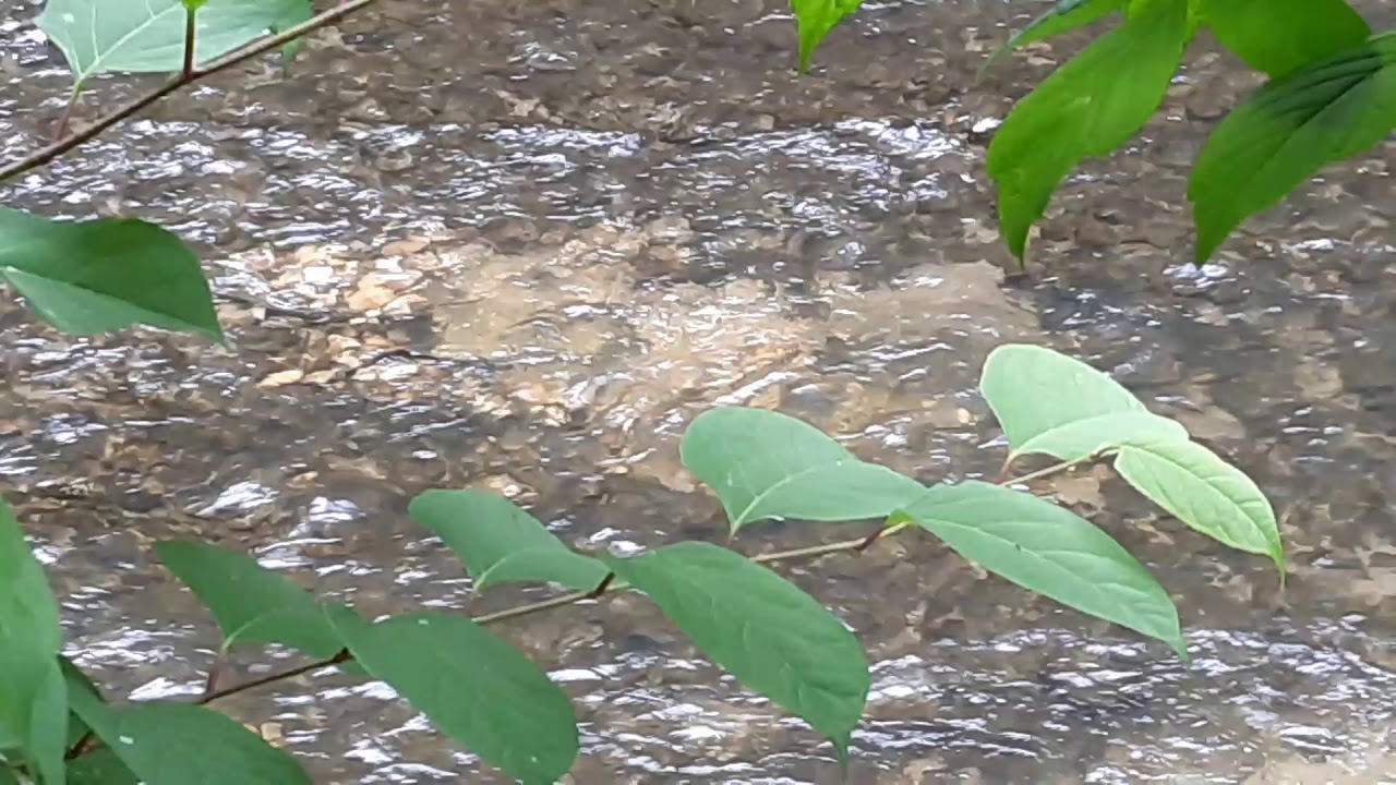 Atlantic sea lamprey spawning in Rock Creek, May 2020 - YouTube