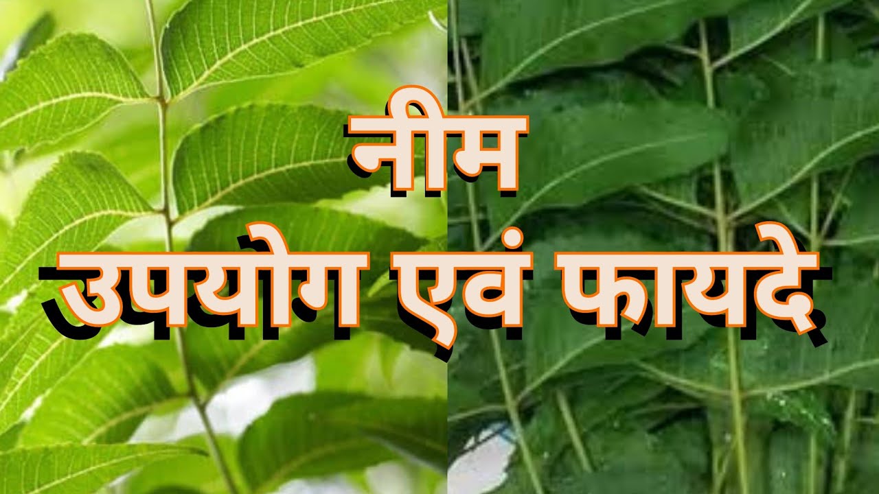 नीम के स्वास्थ्य लाभ - 2 | neem ke fayde | neem tree benefits | neem ...