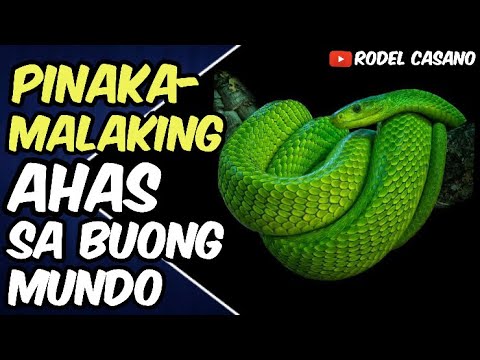 3 PINAKAMALAKING AHAS SA BUONG MUNDO | NAKALALASON - YouTube