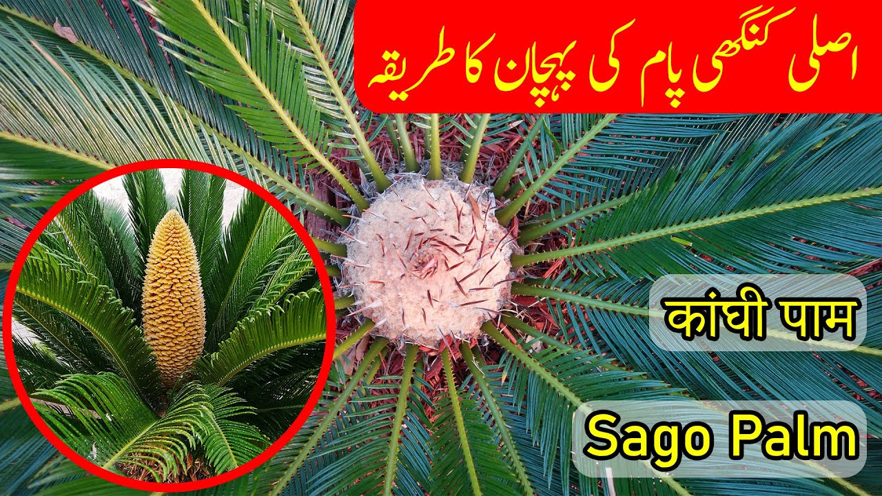 Introduction of Sago Palm | کنگھی پام | Cycas revoluta | साबूदाना पाम ...