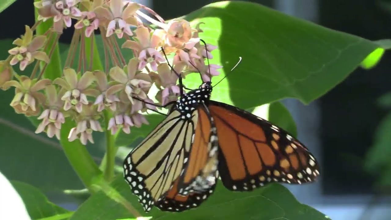 Monarch Butterfly Feeding - YouTube