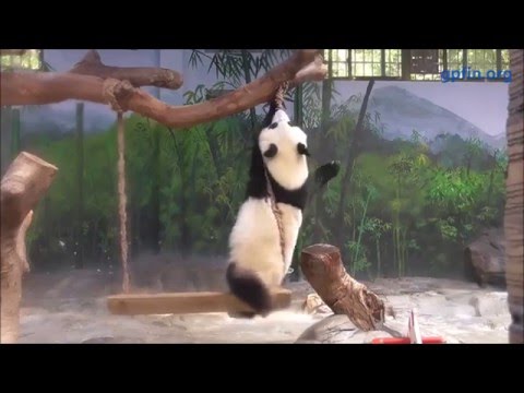 Giant Panda: Strong - YouTube
