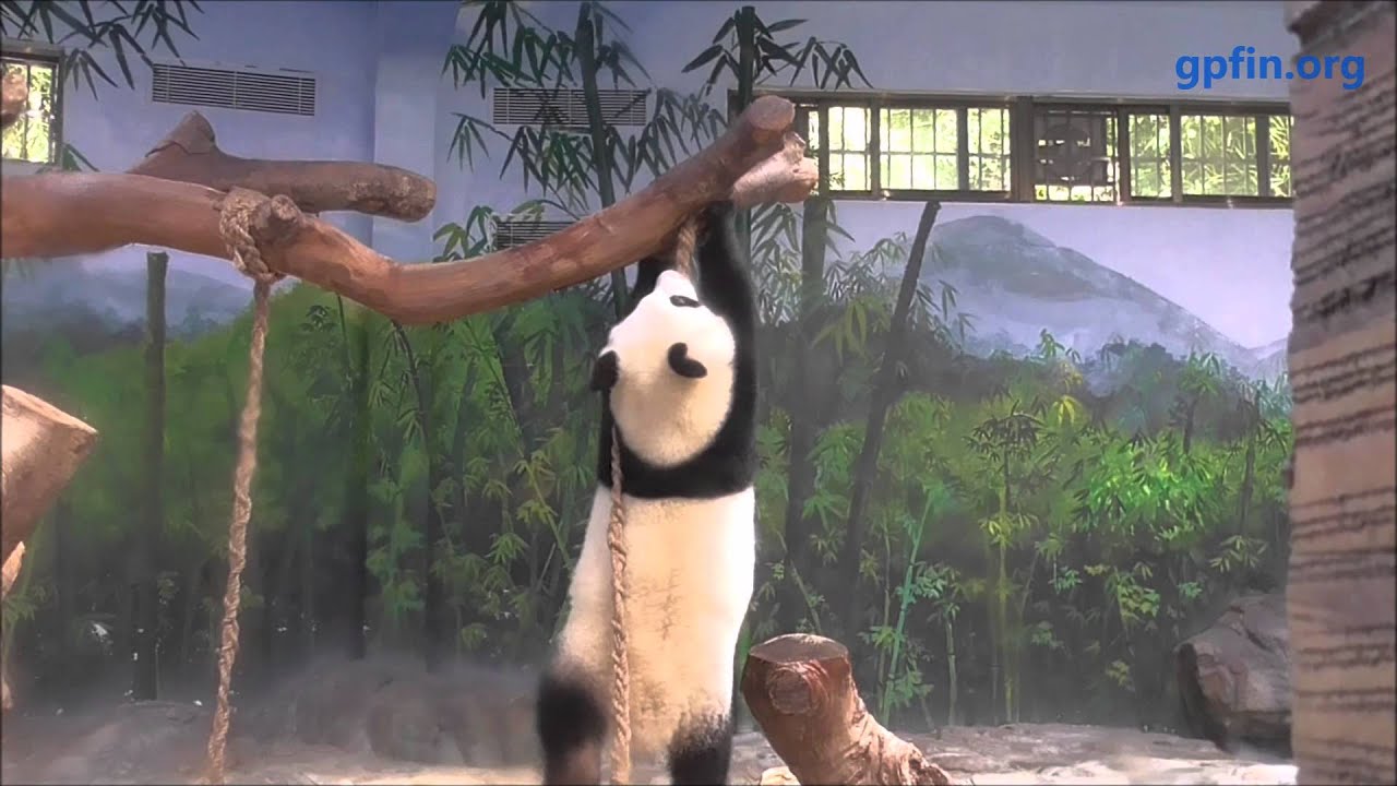 Giant Panda: Strong - YouTube