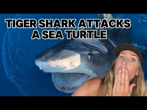 Tiger Shark attacks a Sea Turtle in Hawaii - YouTube