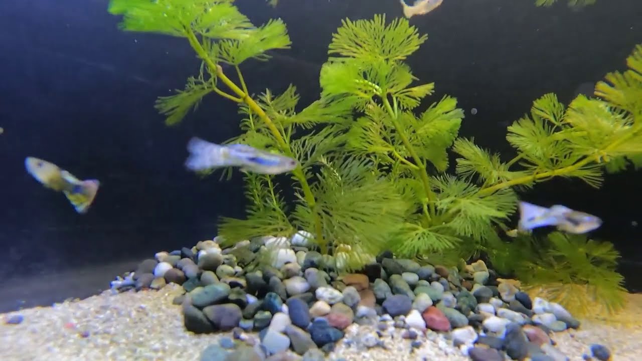 Setting up Guppy Tub - YouTube