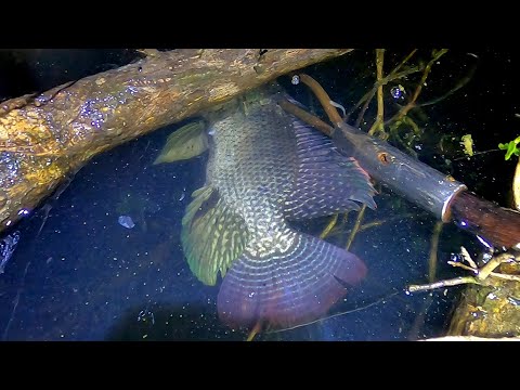 Bahagianya Keluarga Dapat Rejeki Nombak Ikan Di Malam Hari