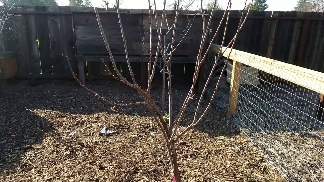 Dapple Supreme Pluot--First to Bud! 2018 - YouTube