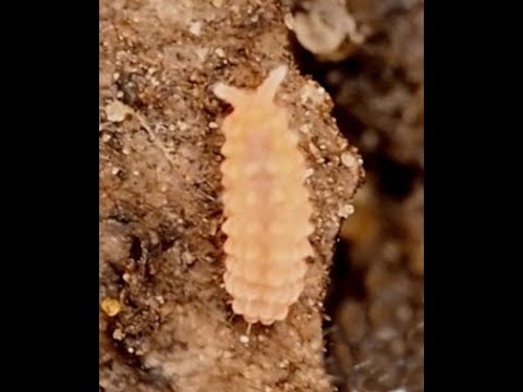 Orange springtail doing orange springtail things - YouTube