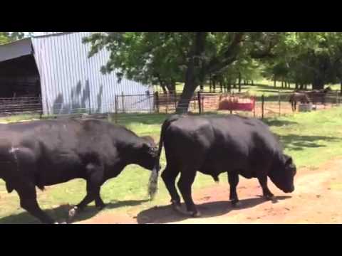 2 Reg. Balancer Bulls - YouTube
