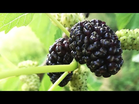 Evo kako da uzgajate dud,najbrže rastuće stablo,sa obiljem zdravih ...