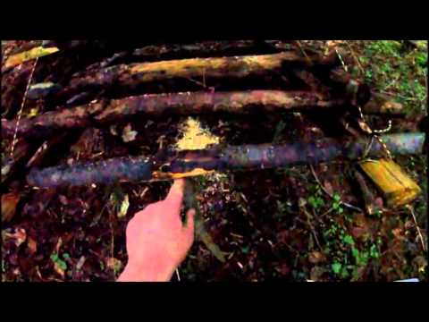 S2T-Live Turkey Trap Improvements - YouTube