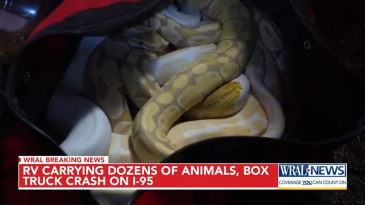 Snake gets loose after RV carrying dozens of animals rear-ended by box ...