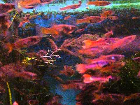 Pink tijger endler hybride - YouTube