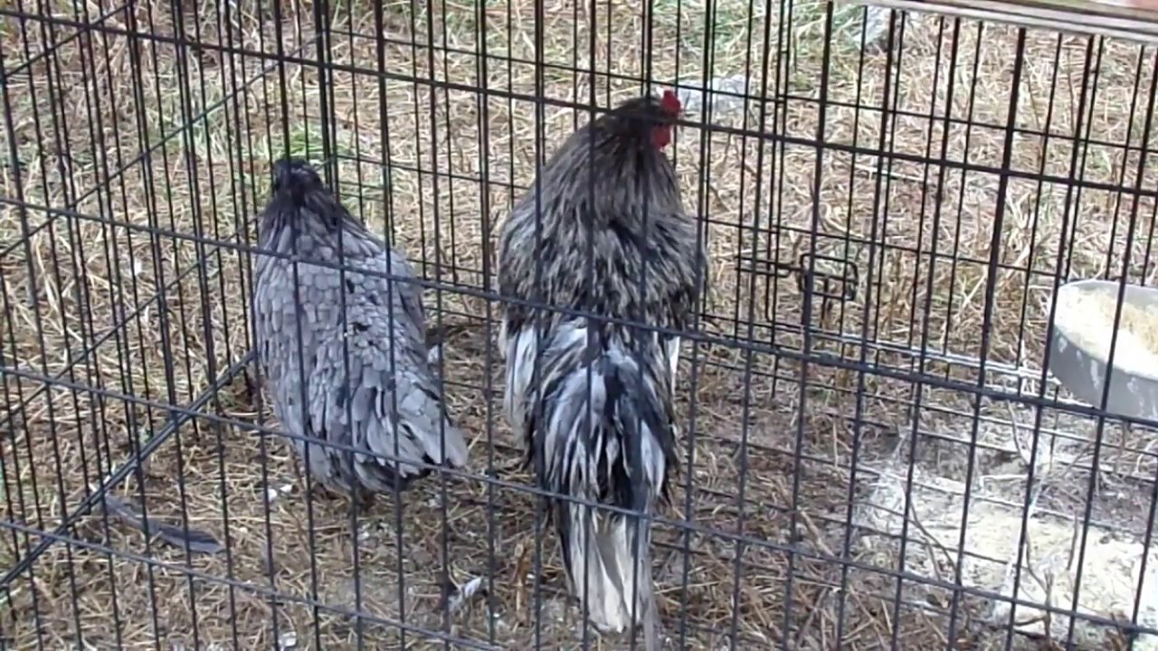 Sumatra Chickens - YouTube
