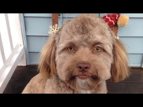 The Internet Is Going Crazy Over This Dog With Human-Like Face. - YouTube