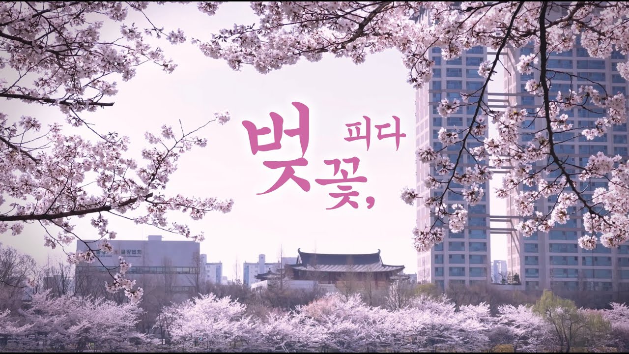 4K [Seoul Cherry Blossom] 서울벚꽃명소 석촌호수에 흐드러지게 핀 벚꽃영상입니다~! 차한잔 마시며 잠시 쉬어 ...